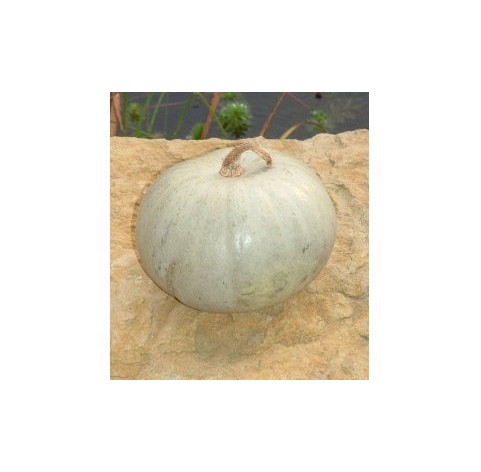 Potiron Bleu de Hongrie