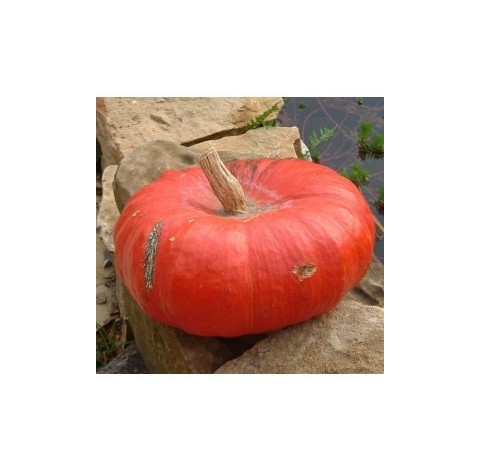 Potiron Rouge vif d'Etampes